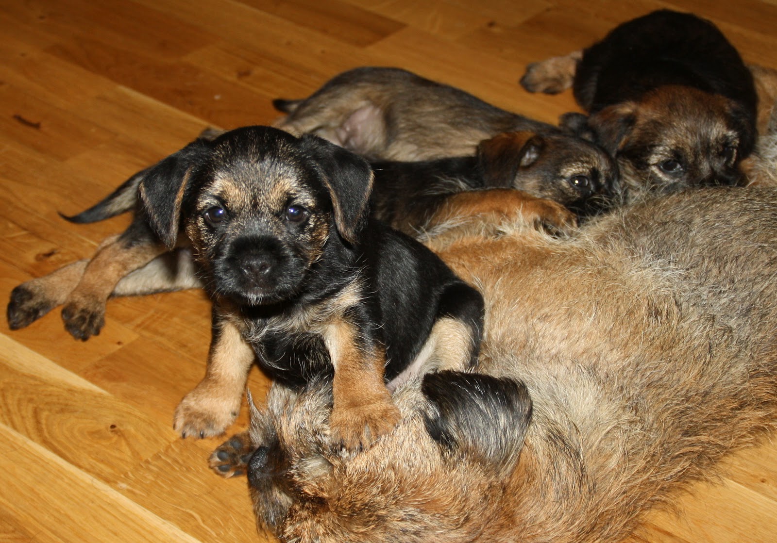 TOJTAS KENNEL: BORDER TERRIER VALPAR 7 VECKOR