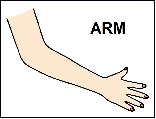 PIBID UEL Inglês - 2011: Parts of the body