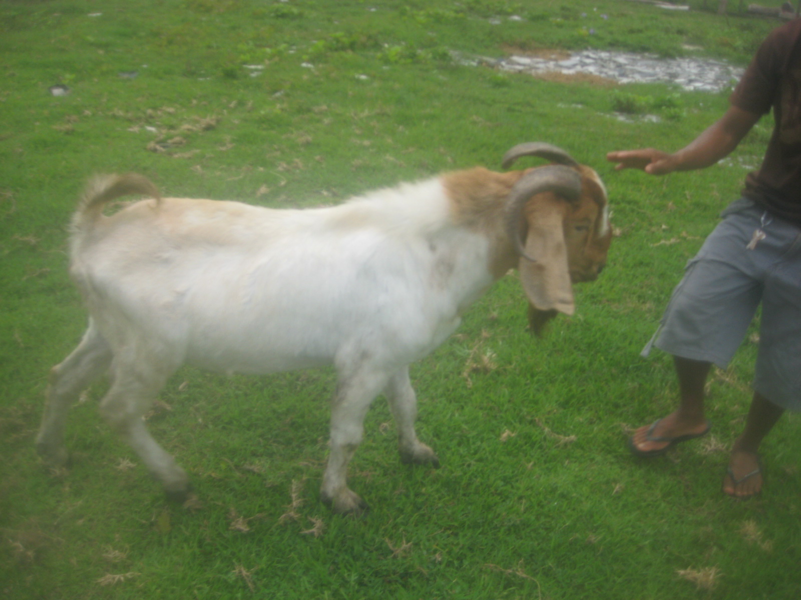 Goodie and Cheapie: KAMBING GOAT PURE BREED BOER MALE AND FEMALE