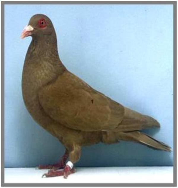 Franconian Field Pigeon | BD PIGEONS