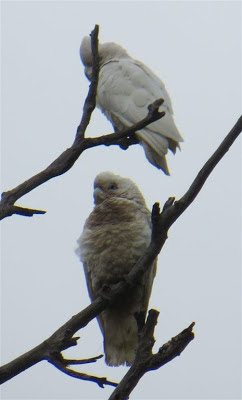 Majura birds: November 2012