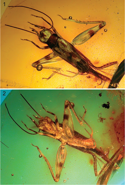 Sciency Thoughts: A fossil Cricket in Miocene amber.