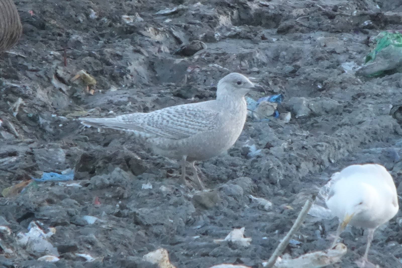 notbirding: Kumlien's Gull