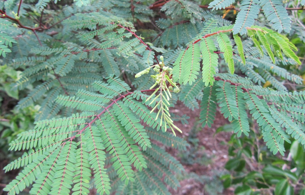Hiking Curaçao - Flora and Fauna: Divi divi tree and Mata Galiña tree