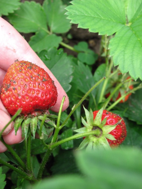 Blue Hortensia: U društvu jagoda...