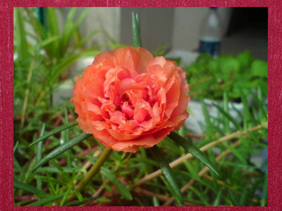 ** sWeEt ToUcH **: My Edible Garden: Bunga kembang pagi