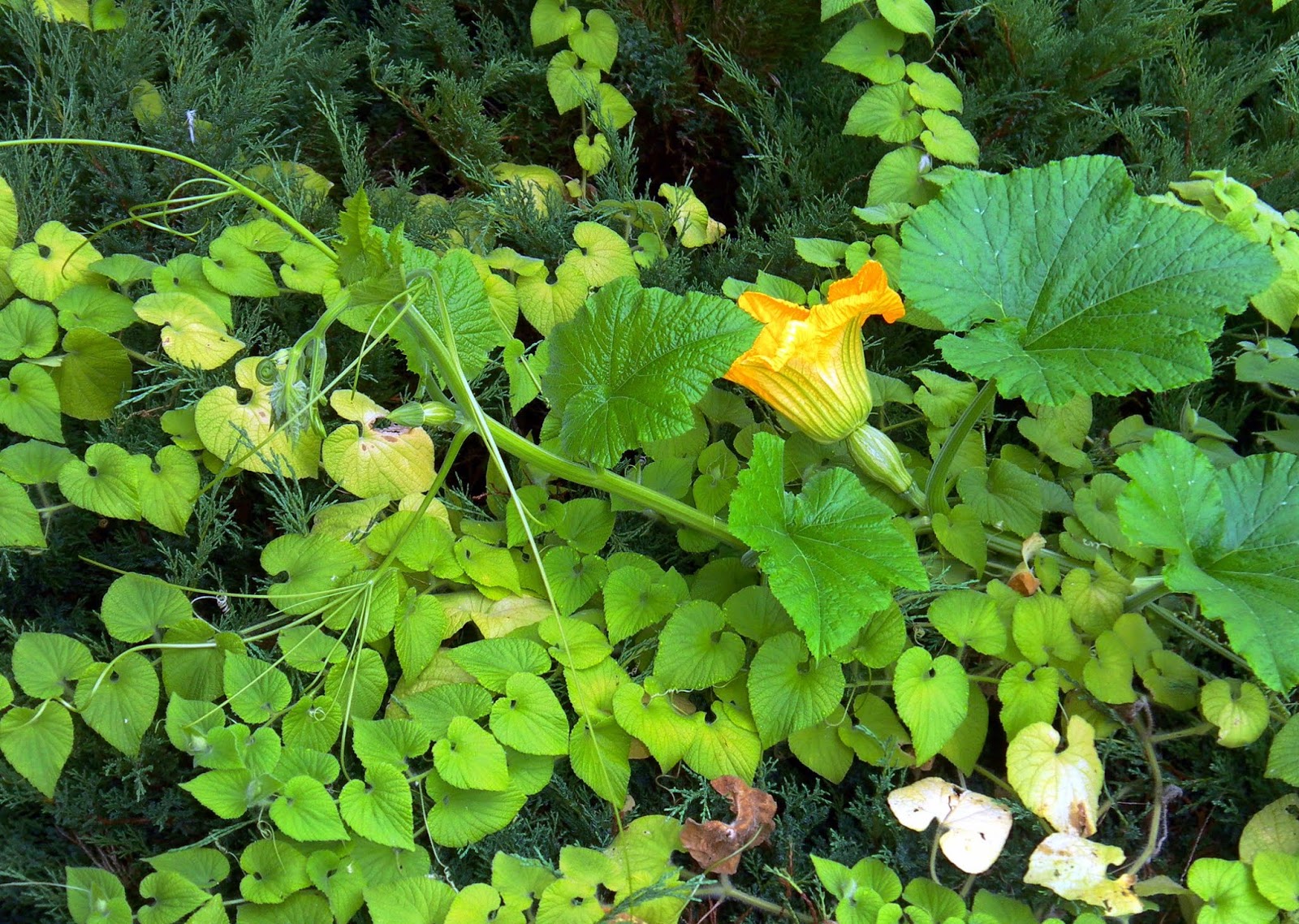 Scirpidiella's Plants: Rare Cultivated Squashes (Cucurbita sp. div.)