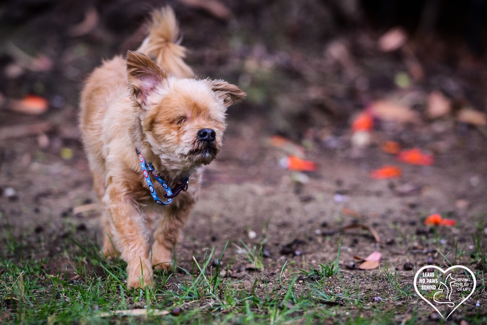 Caring For A Blind Dog Or Cat