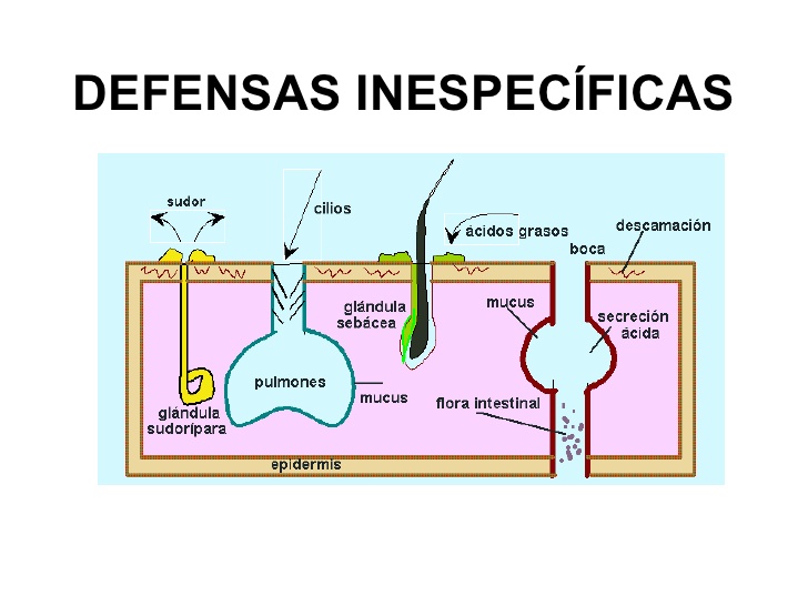 6.- El secreto de una larga vida: Sistema Inmune