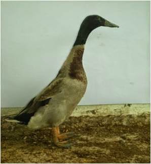 Jenis Itik Asli Indonesia – Itik Pegagan - Kumpulan Artikel Peternakan ...