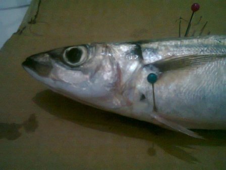 About Fish and Marine Science: Laporan Praktikum Ikhtiologi - Ikan ...