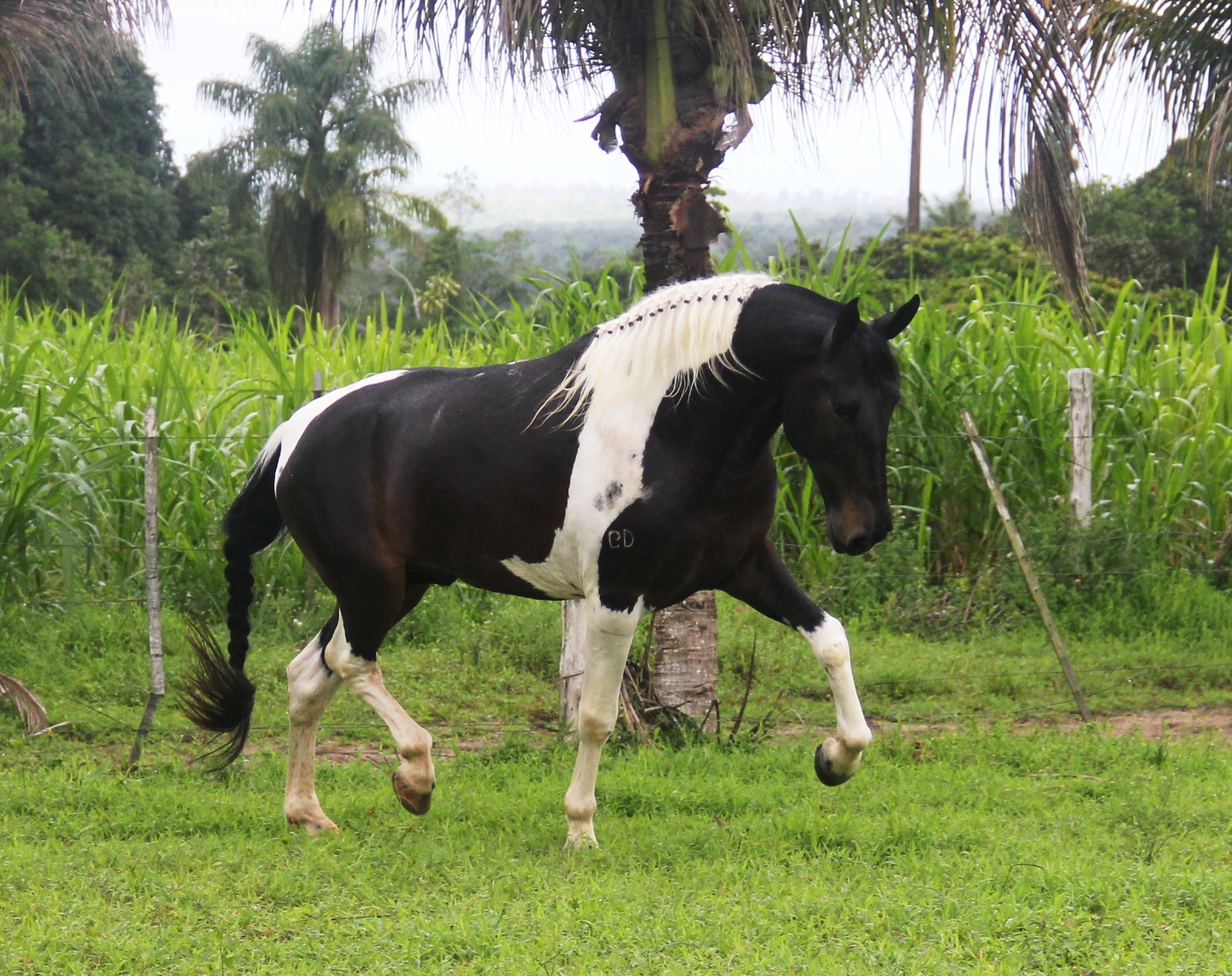 Haras Vg Campolina Pampa Marcha Picada Novembro Do Lpd Garanhão Pampa De Preto Homozigoto