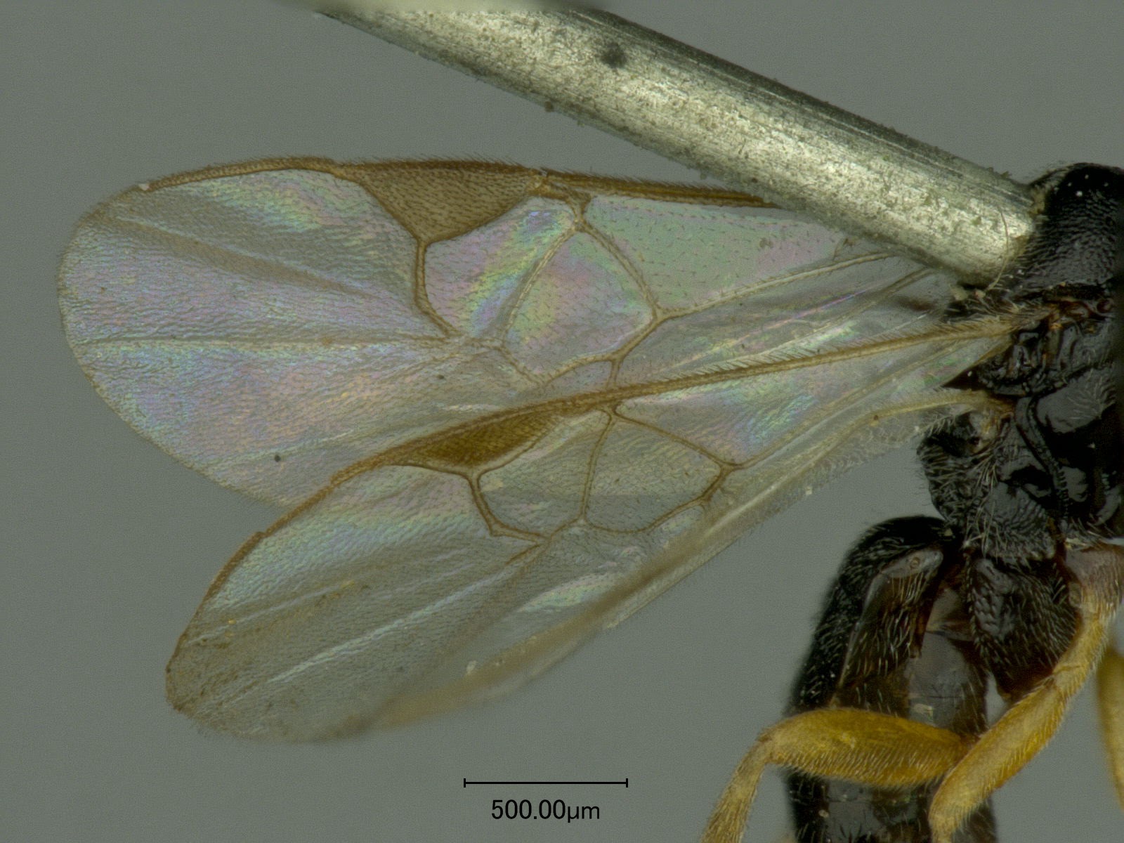 BRACONID WASPS, CATERPILLARS, AND BIOCONTROL: Canadian Microgastrinae ...