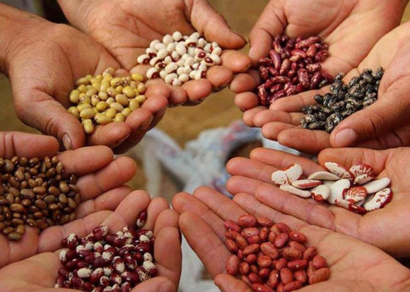 Instituto Eco&Ação: Pesquisadora explica como indígenas ajudam a ...