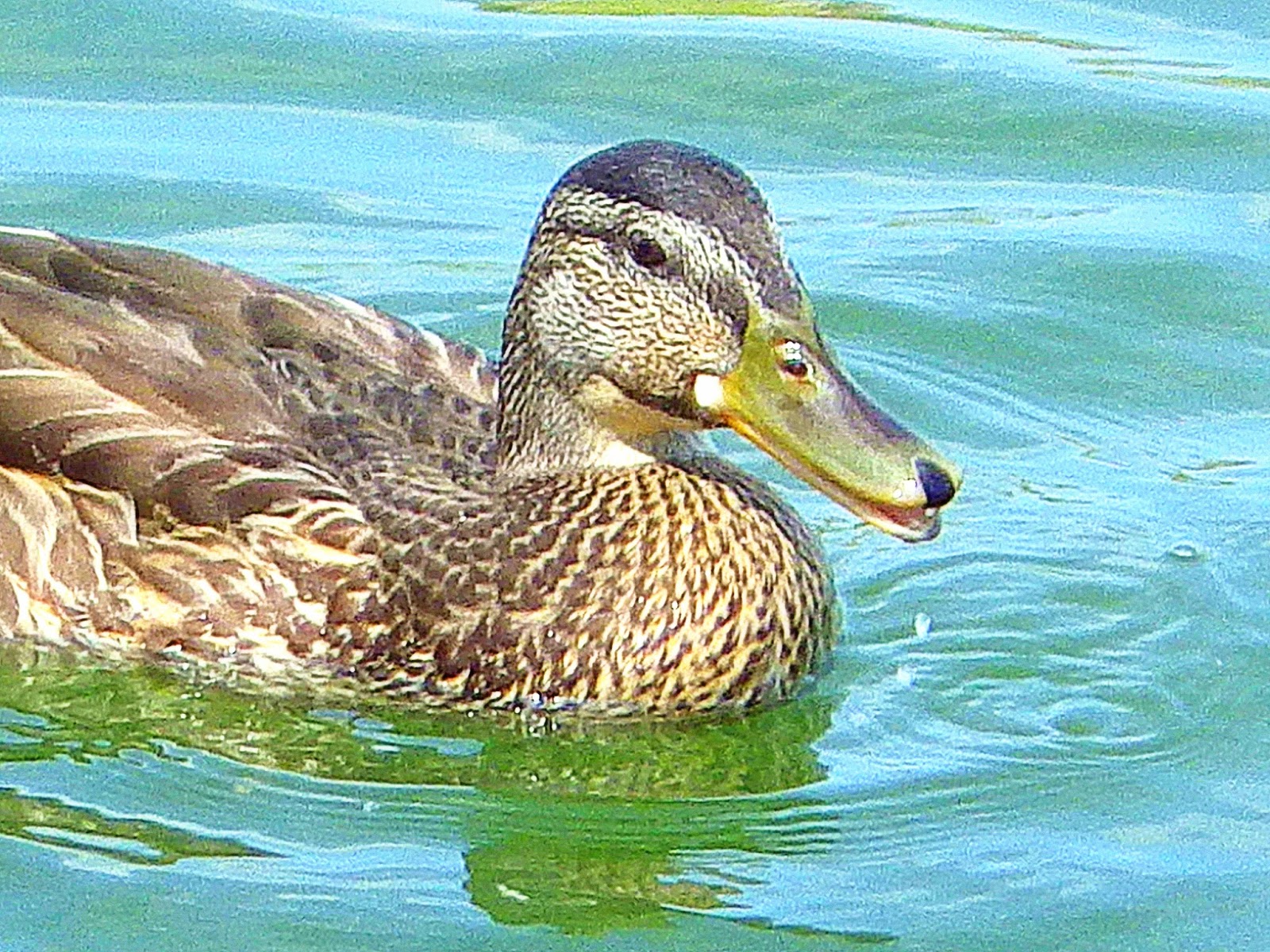 The Reverend Fowl ™: Biota