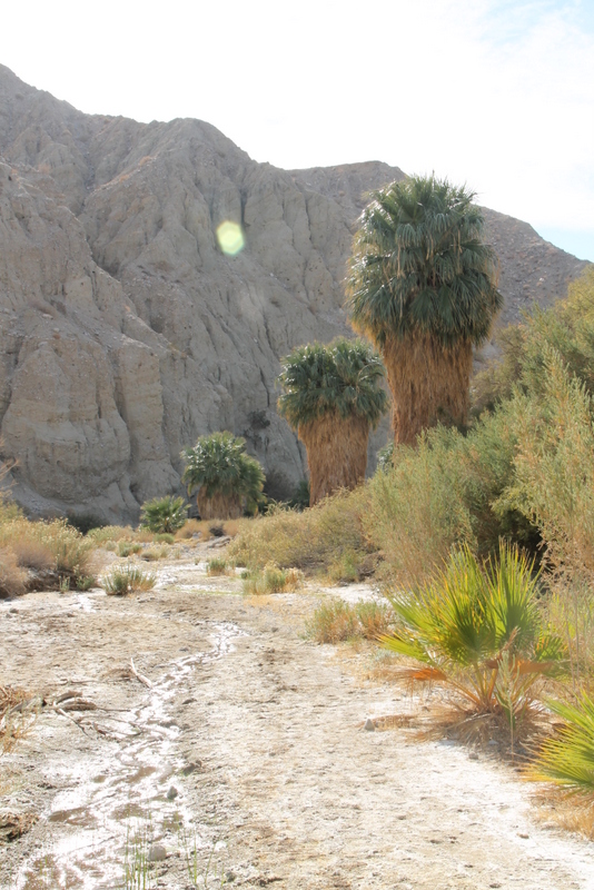 Geo's Journal: 2012 - Pushawalla Palms Loop