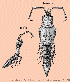 Variety of Life: Valvifera