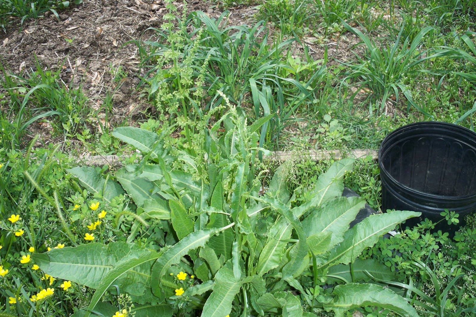 Shekinah Farm's Front Porch: Pic of the Day ~ Callaloo