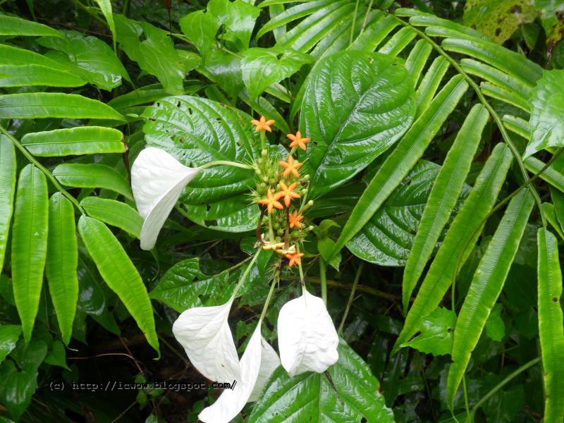 Wild mussaenda - Mussaenda frondosa