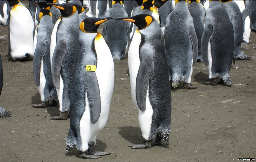 Penguinology: How penguins find a perfect partner