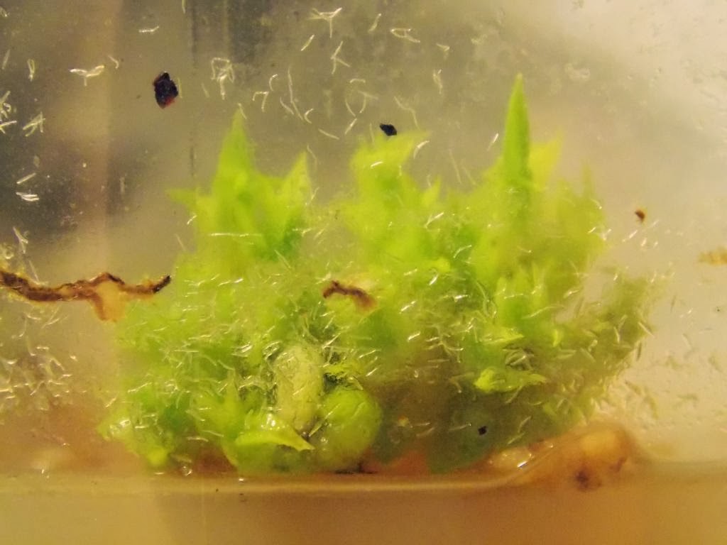 Everything Needed To Know About Orchids: How orchids first started from ...