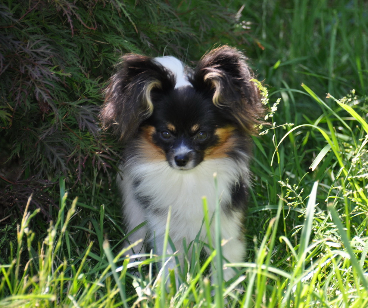 Road's End Papillons : 8 Months old Papillon Girl