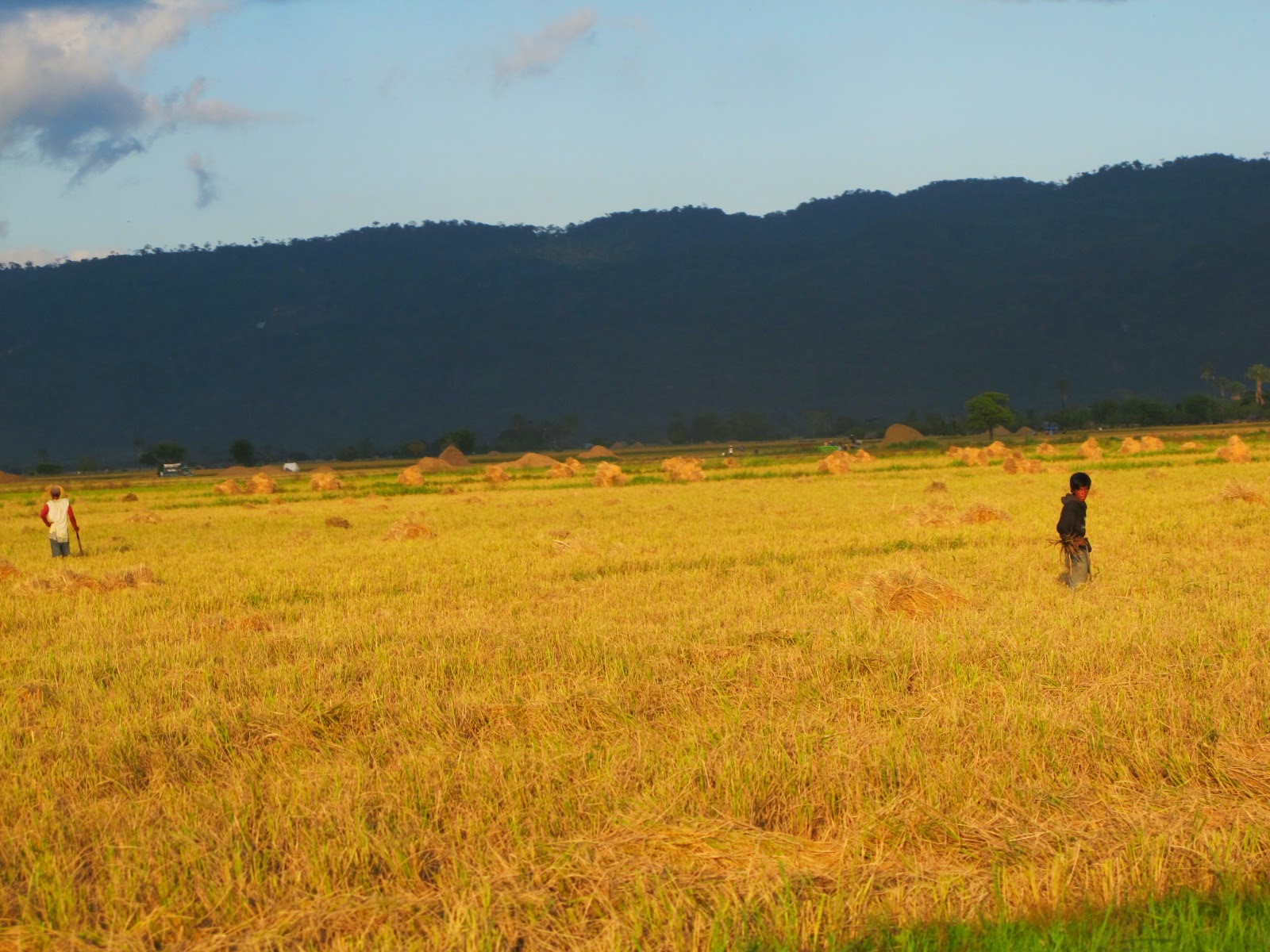 Ricefields of Mindoro