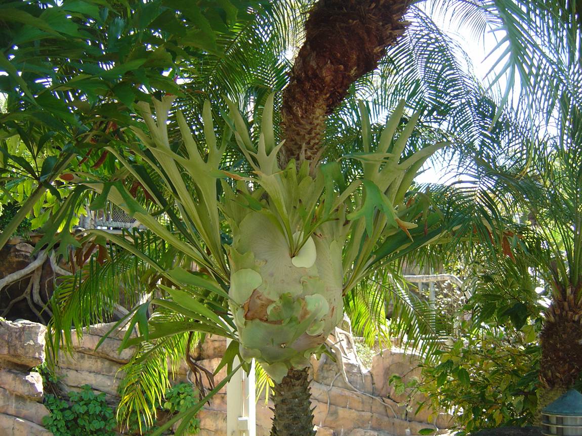 La Doctora De Las Plantas: Helecho cacho de venado. Plantas de helechos ...