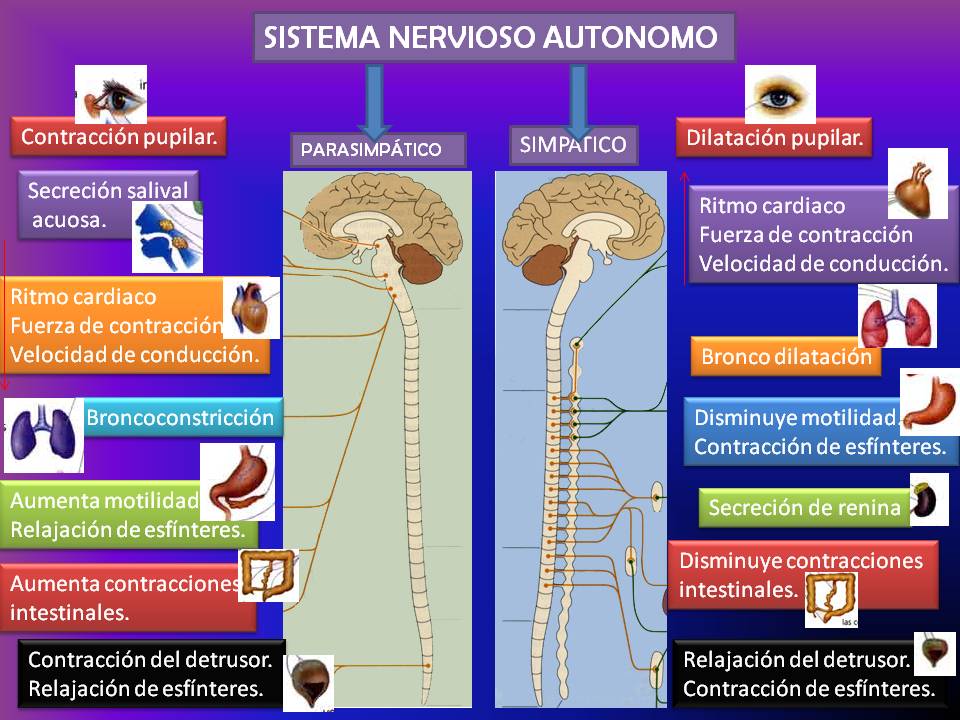Fisiología con Elena Chávez.: SNA.- Simpático y Parasimpático.
