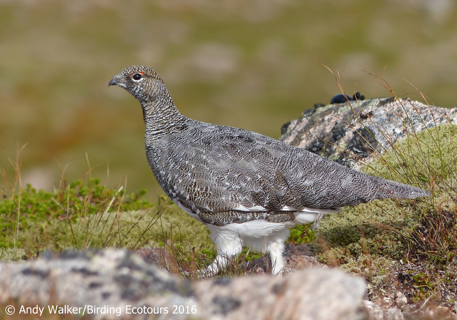 A.W.Birder: Always on the lookout for fine birds...: An Afternoon With ...