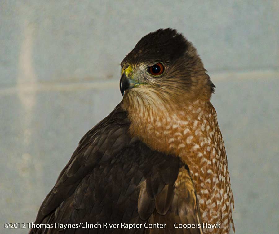 Landing Heron.. awkward beauty Cats, Photos,Jewelry,Jesus: Coopers Hawk ...