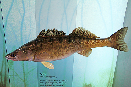 Behind the French Menu: Sandre - Zander in the USA and Pike Perch in ...