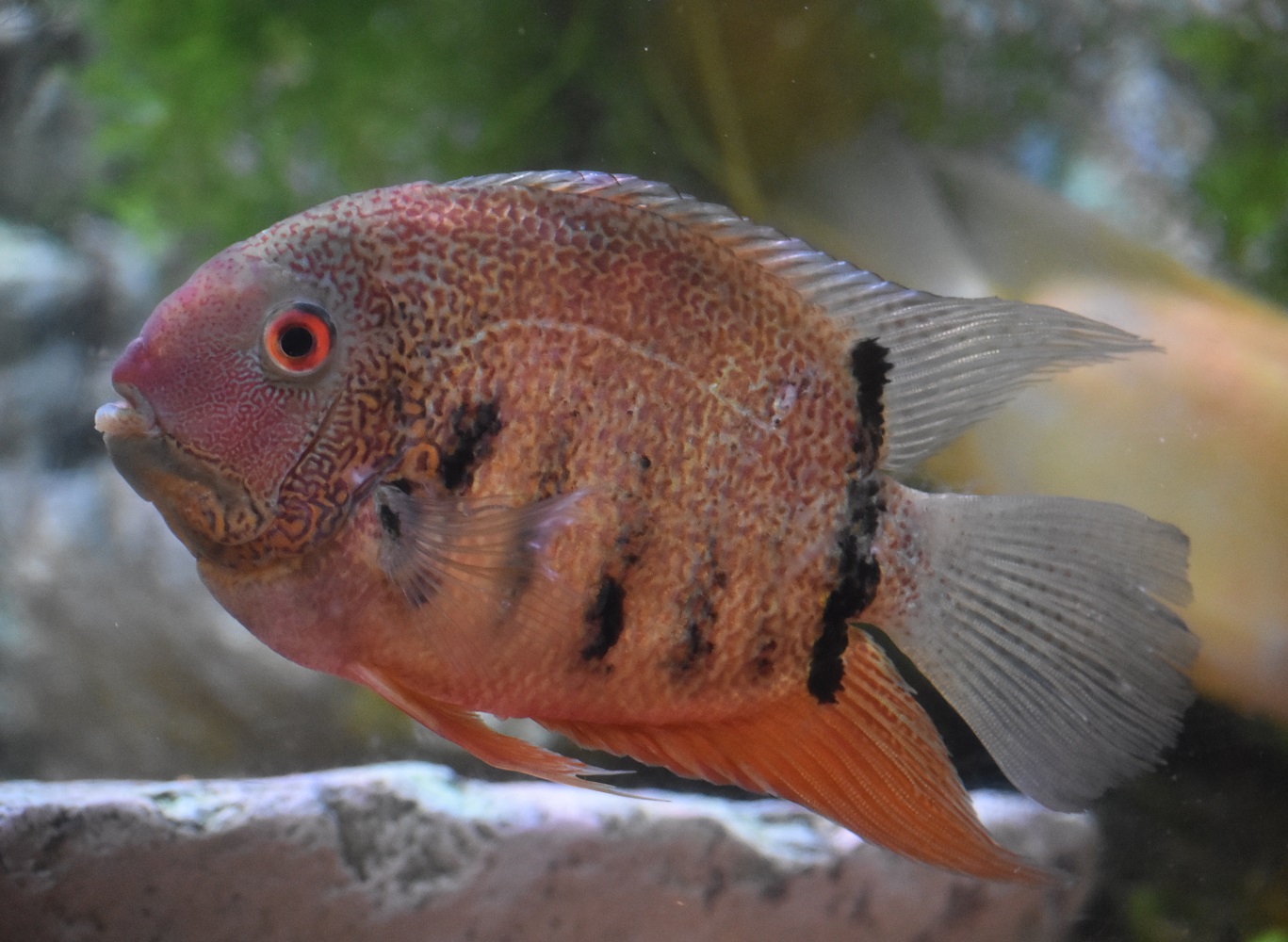 ZOOTOGRAFIANDO (6.100 ANIMALS): CÍCLIDO SEVERUM O FALSO DISCO / BANDED ...