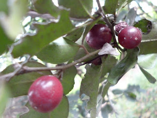 Wild Lemon - Wal Dehi | SL Flora