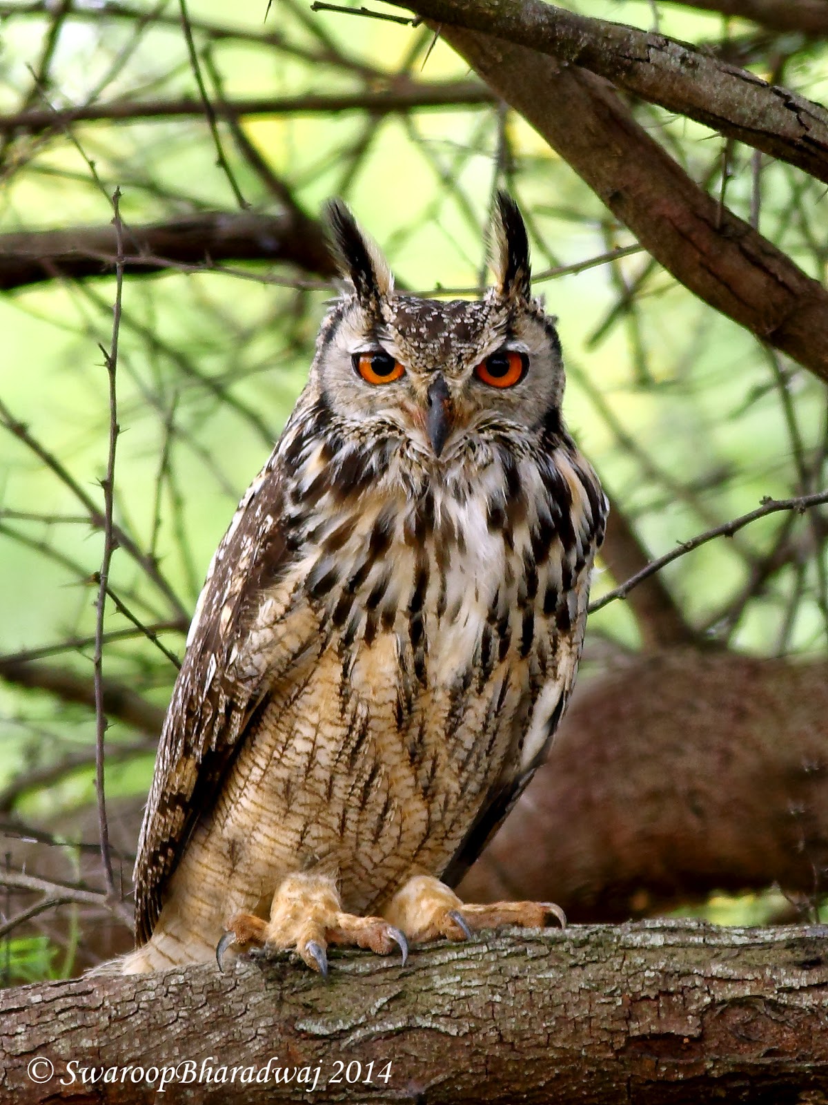 Habitat: Indian Eagle Owl