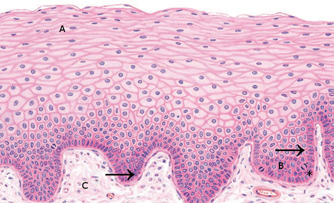Histología en Imágenes : EPITELIO ESTRATIFICADO