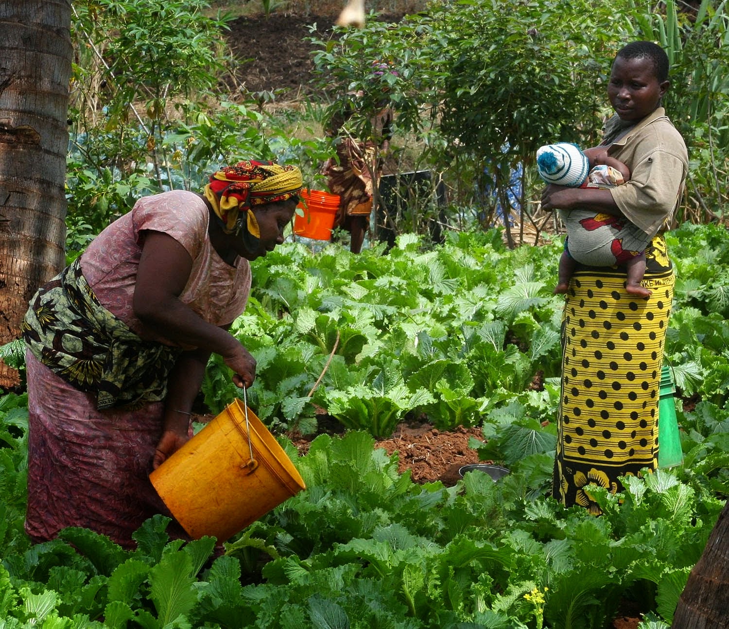 TAWODEO: KILIMO CHA MBOGAMBOGA