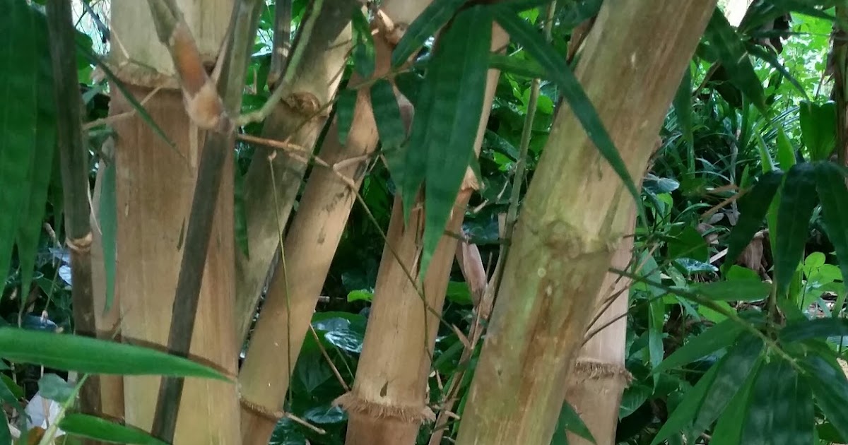 Warisan Petani: Pokok Buluh 2 : Buluh Batu