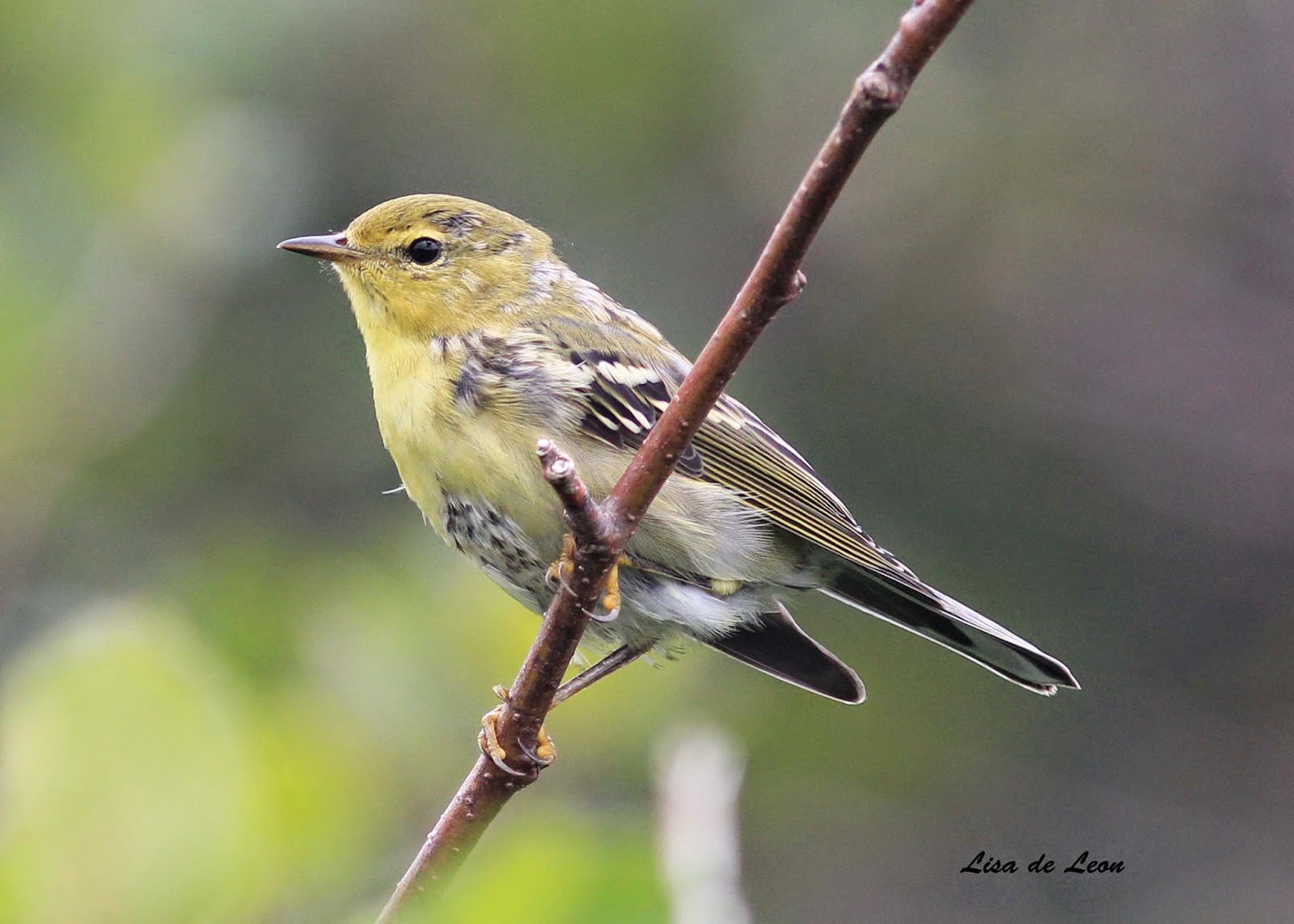 Birding with Lisa de Leon: The Confusing Fall Blackpoll Warbler