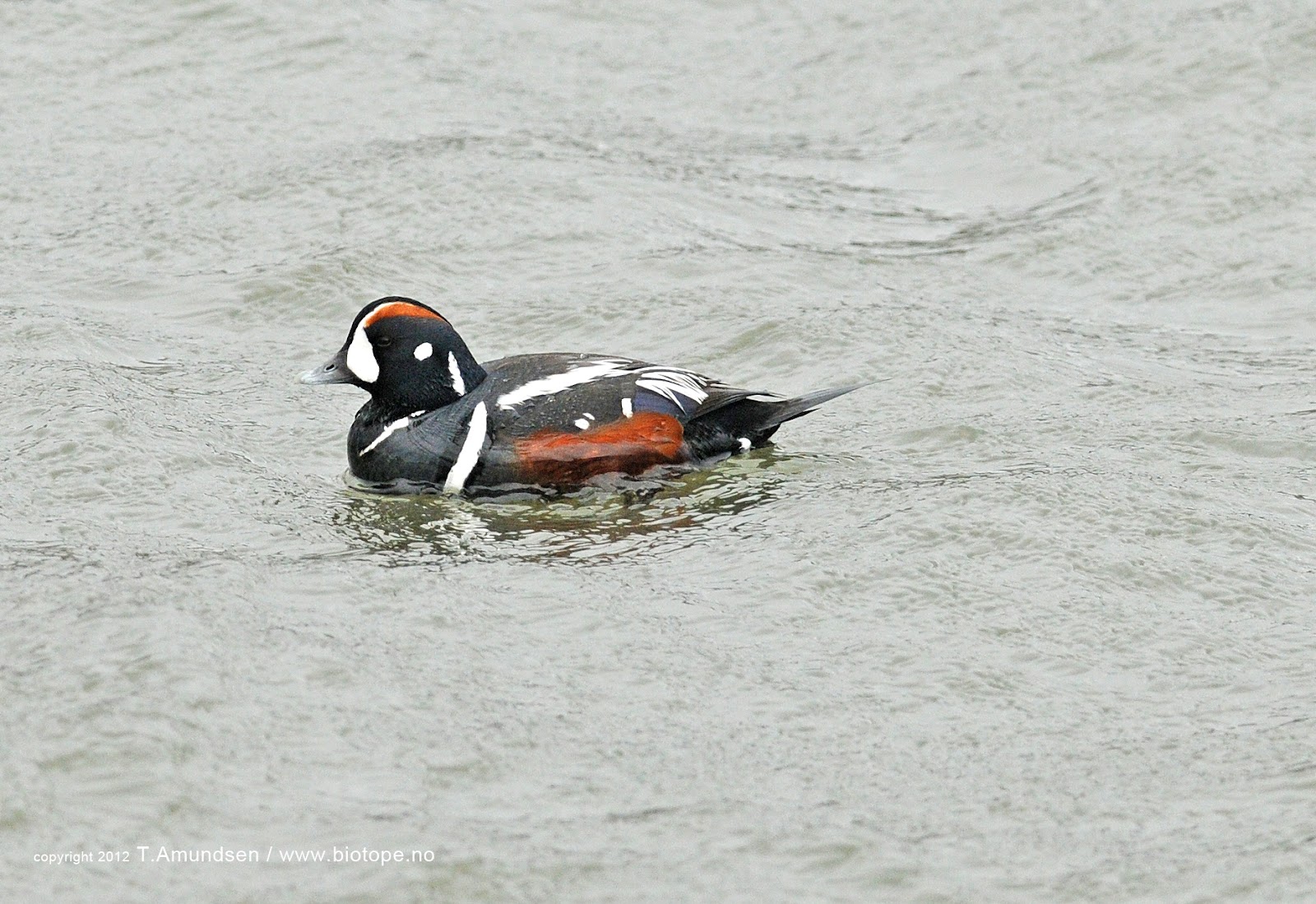 biotope: The "Harleking" - a celebrity bird