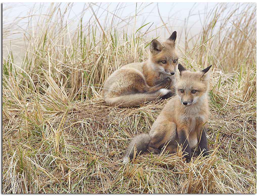 Owls & Others of Essex, MA: Waterthrush & Fox Kits - Salisbury, MA ...
