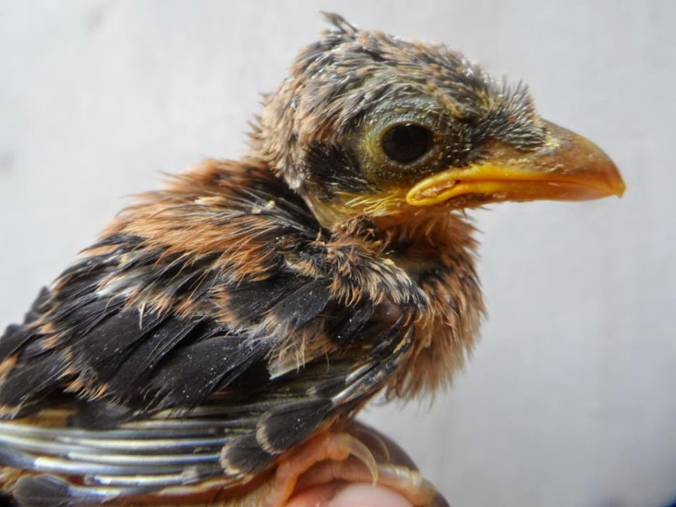 Nugroho | Tuesday, 13 May 2014