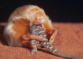 Species Marsupial Mole | Animals In The World