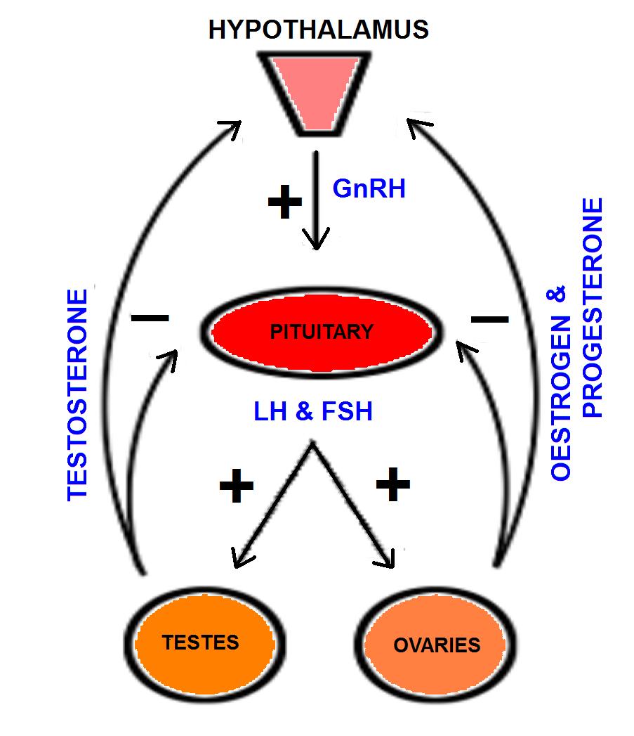 Āyurscience Galaxy Secondary Sex Characteristics