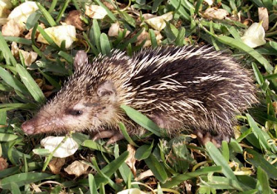 Faune/Flore à Madagascar: Le tangue ou tenrec (Tenrec ecaudatus)