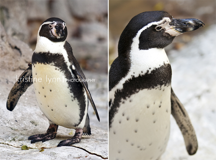 Kristine Lynn Photography: Cheetahs and Zebras and Penguins: OH MY!