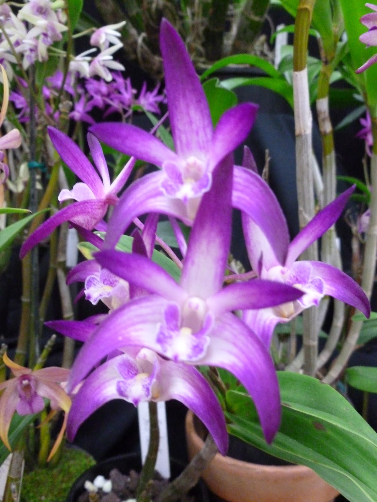 Onslow and Miss B: Australian Native Orchid Society conference