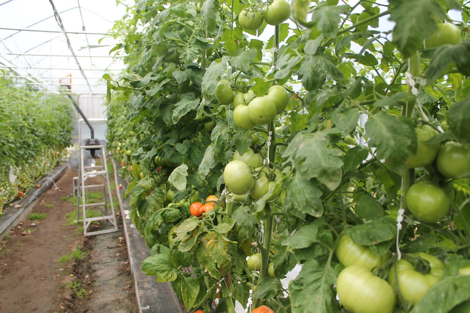 Flying Tomato Farm