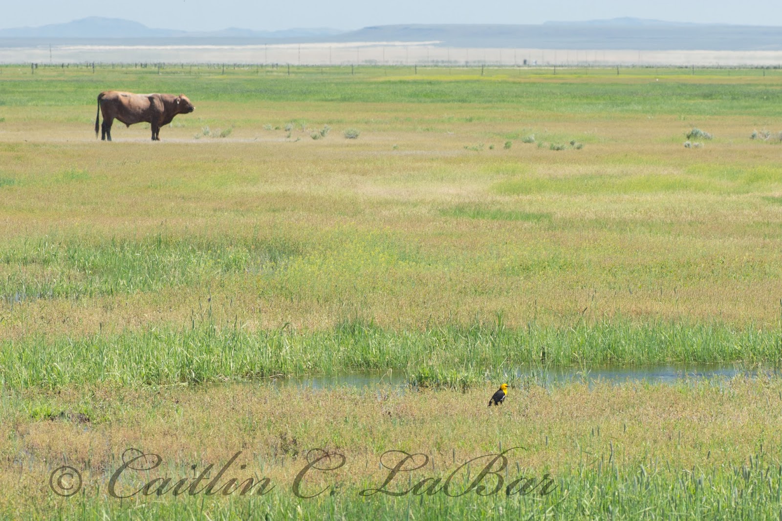 Northwest Butterflies: Steens Mountain and Catlow Valley