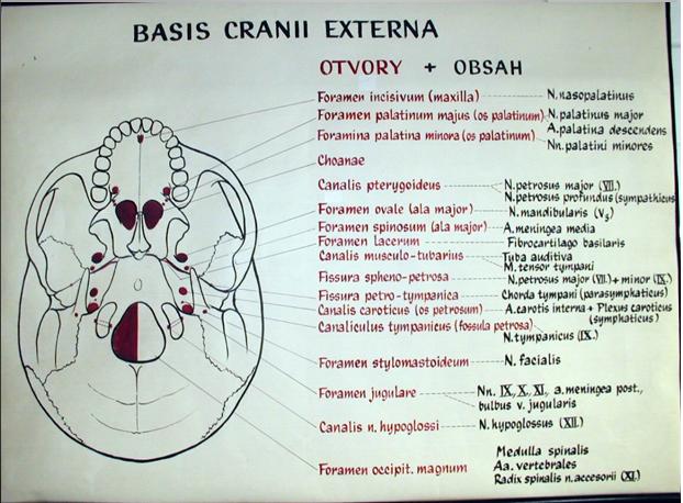 Royal Glamour Radiologi: BASIS CRANII (Dasar Tengkorak